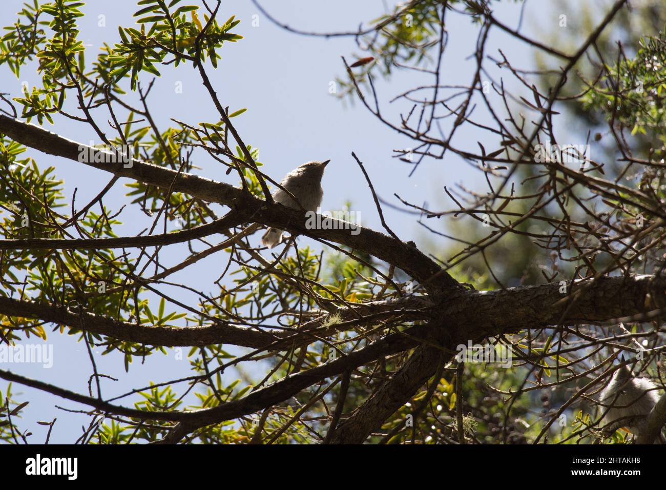 Watching between branches hi-res stock photography and images - Alamy