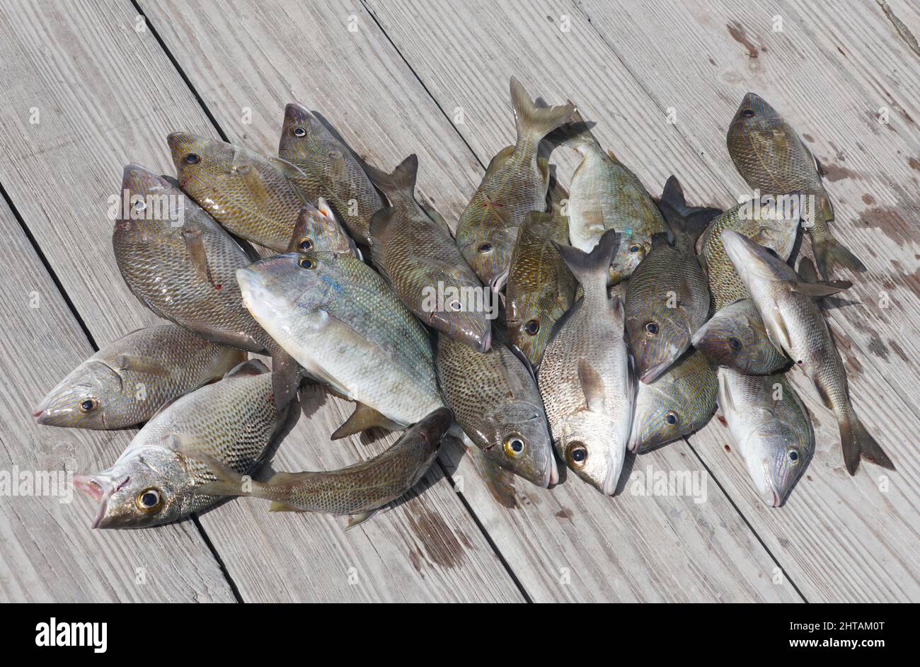 A pile of grey snapper and porgy caught from a fishing trip on top of ...