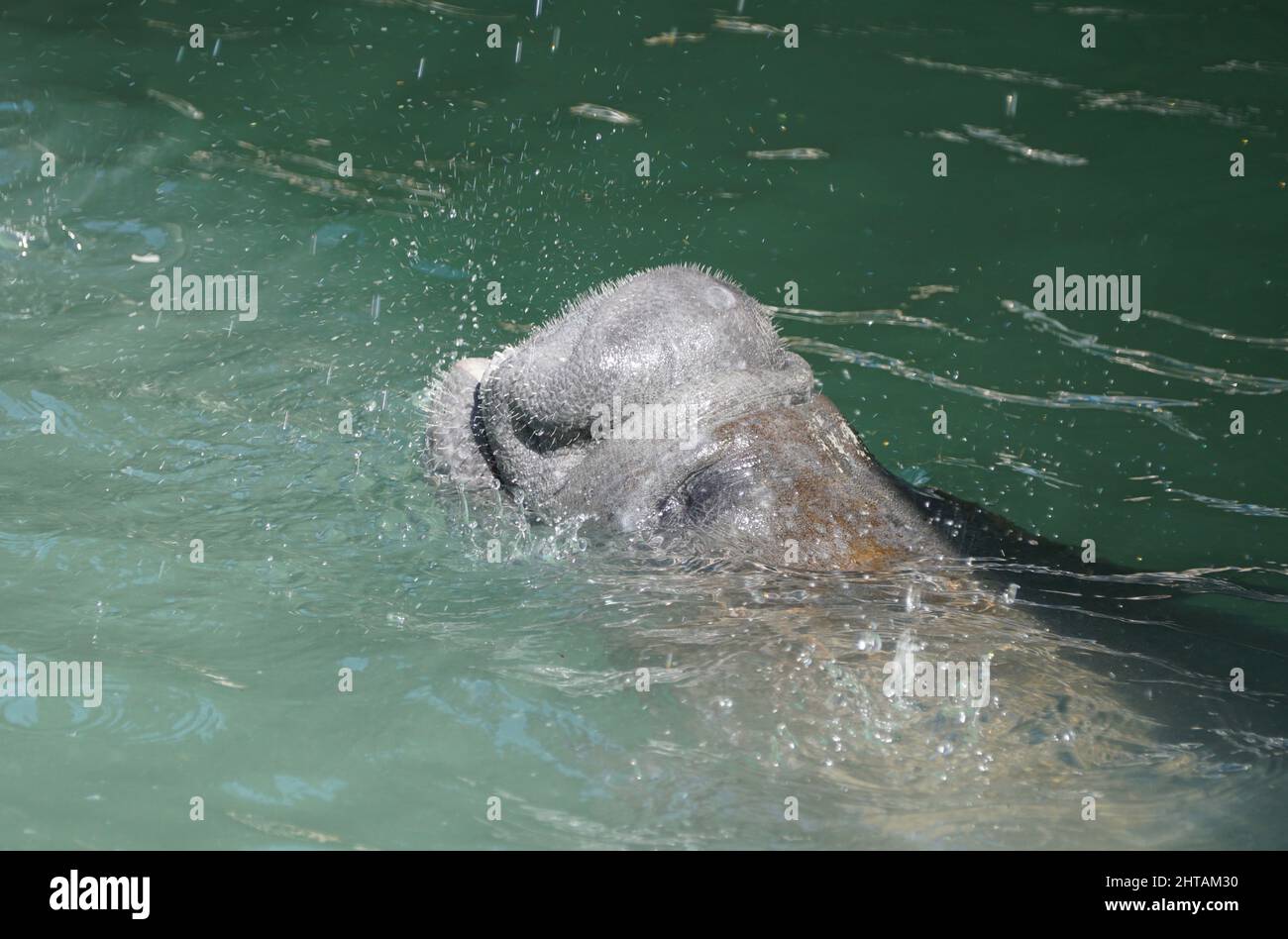A manatee drinking fresh water dripping from a faucet in Islamorada ...