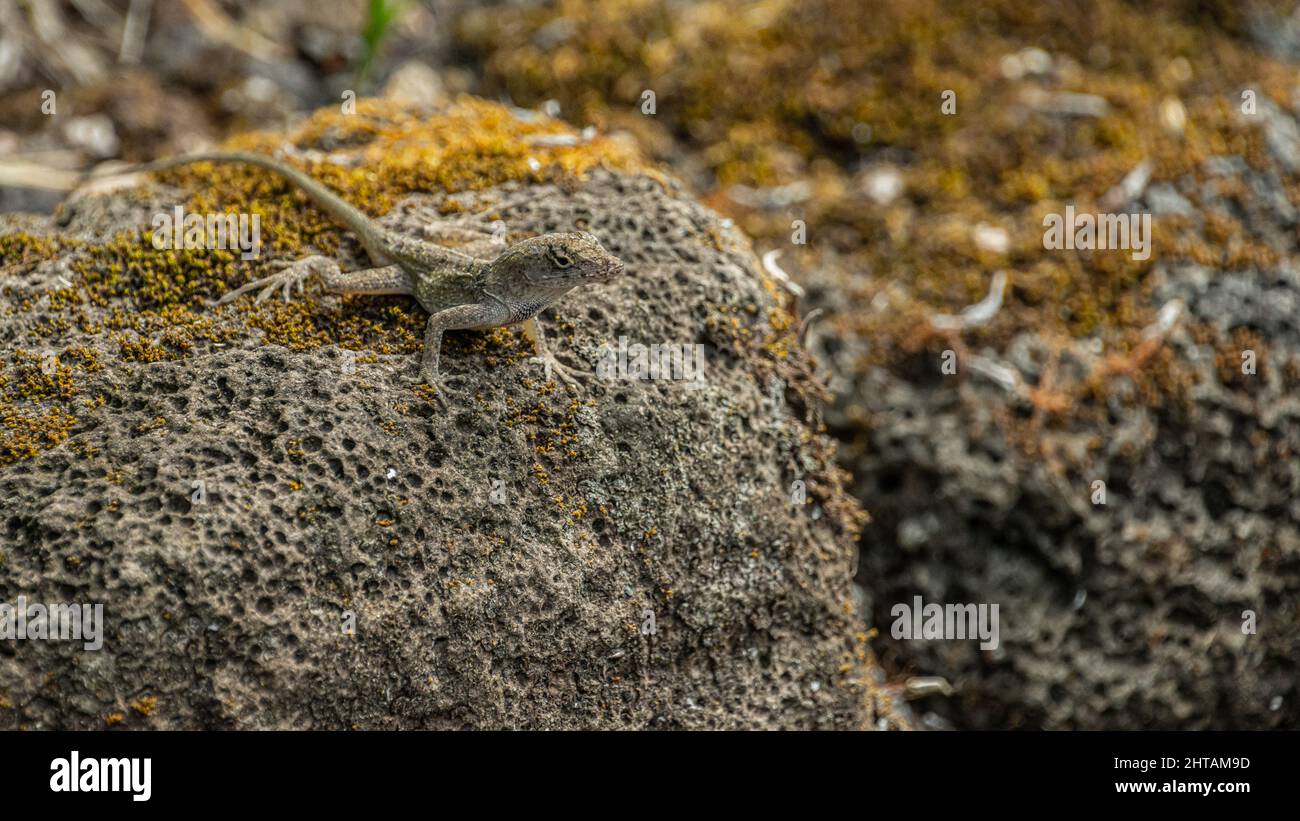 Closeup of an Anole Lizard on Volcanic Rock in Waimea Falls, Oahu ...