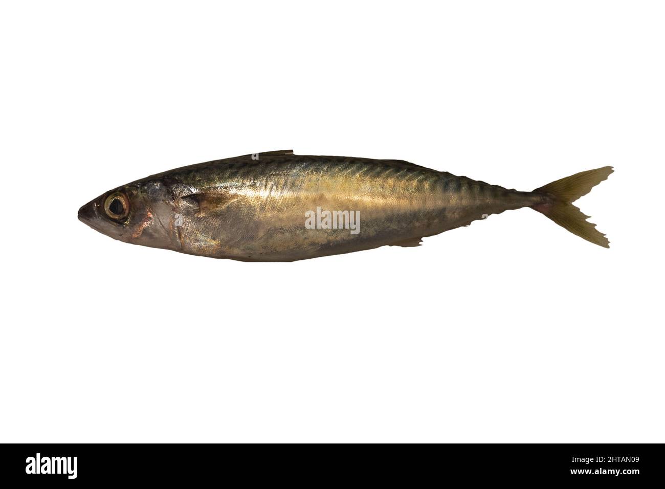 Pacific chub mackerel fish isolated on a white background Stock Photo ...