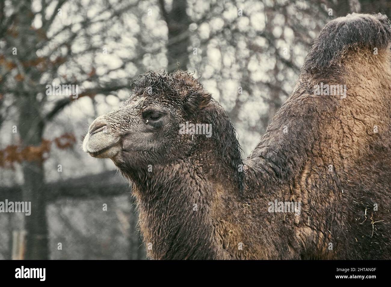 Closeup of a camel in the zoo Stock Photo - Alamy