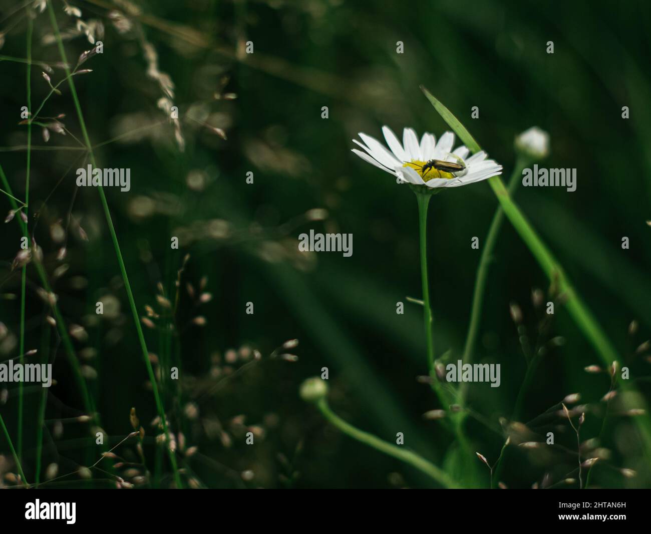 Closeup of a bug on a common daisy flower in a garden Stock Photo - Alamy