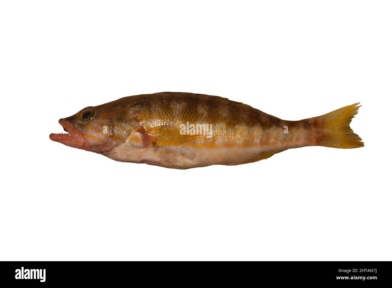 Fish biologist hi-res stock photography and images - Alamy