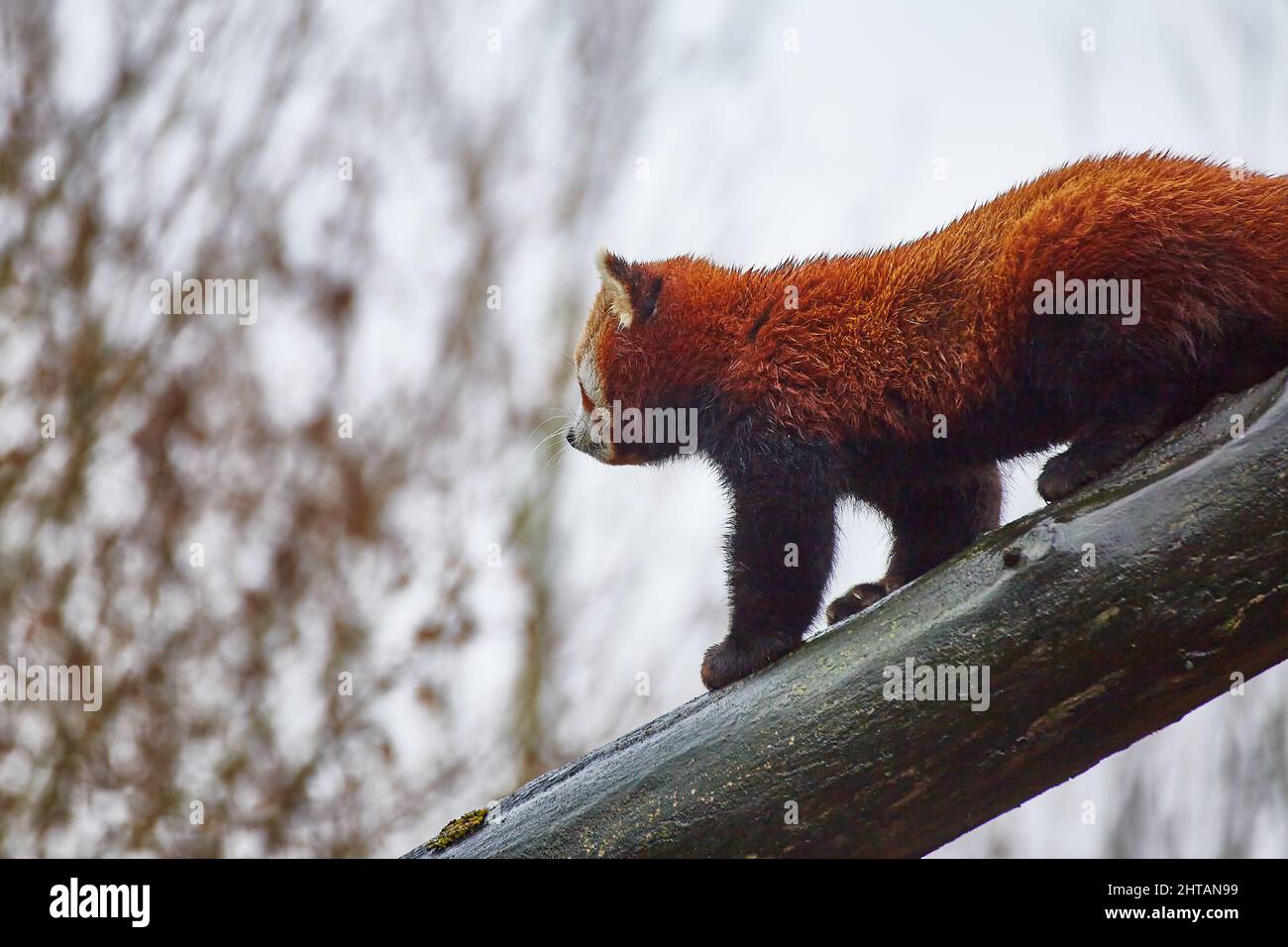 Furry red panda hi-res stock photography and images - Alamy