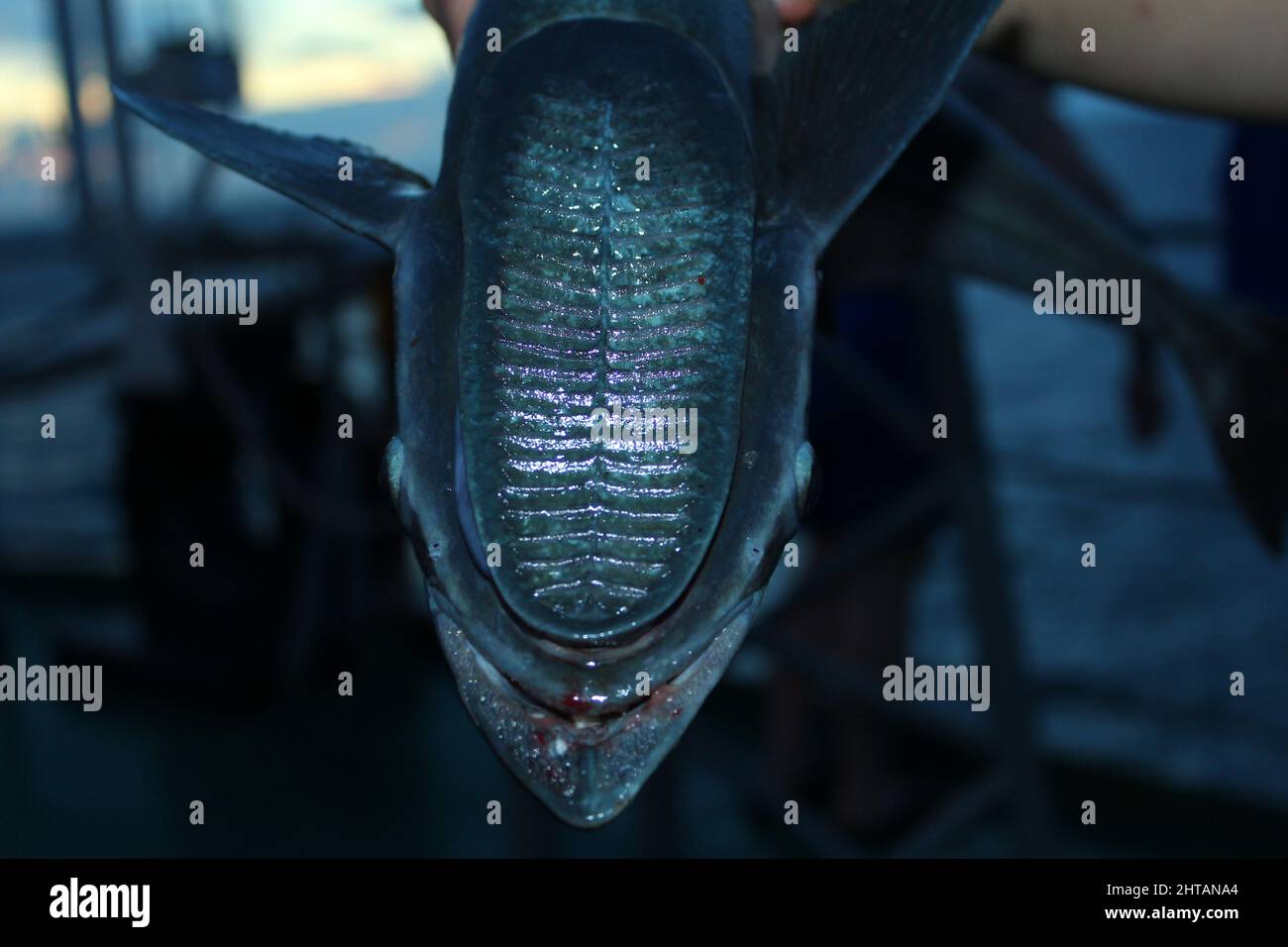 Closeup of the under part of a fish Stock Photo - Alamy