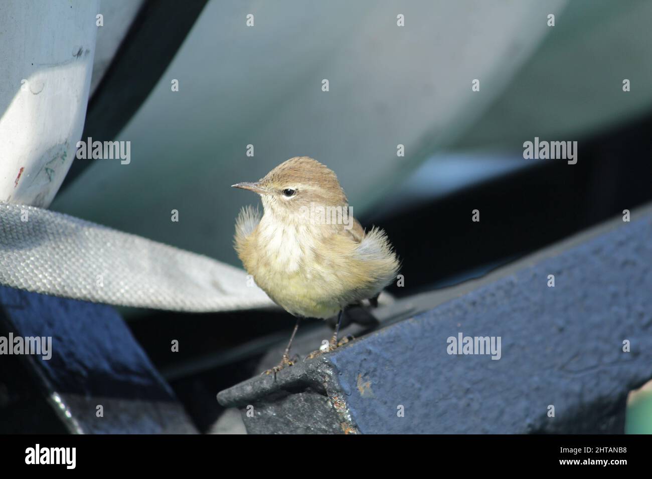 Little beasts hi-res stock photography and images - Alamy