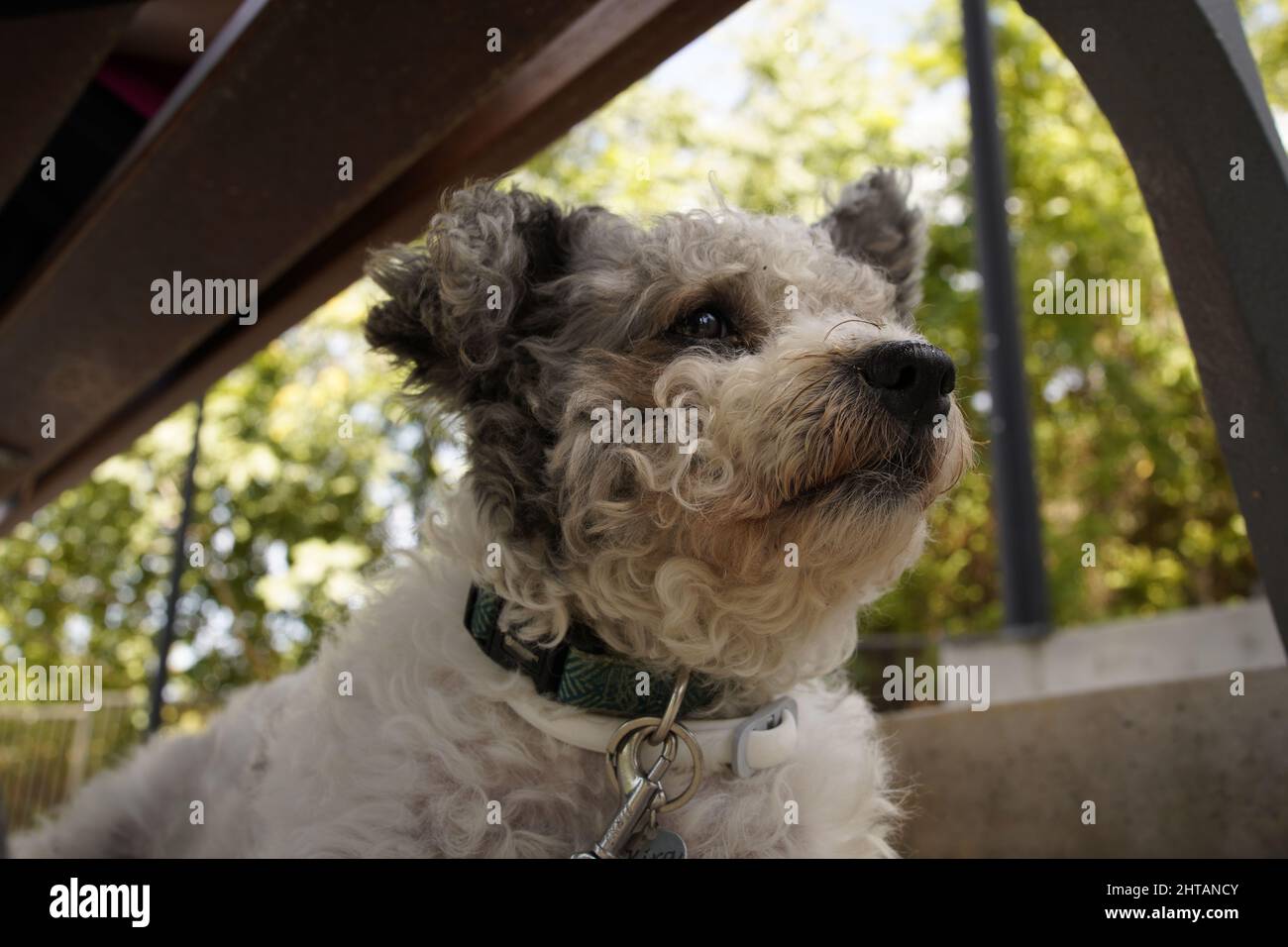 Cute pumi dog with collar resting peacefully after playtime Stock Photo ...