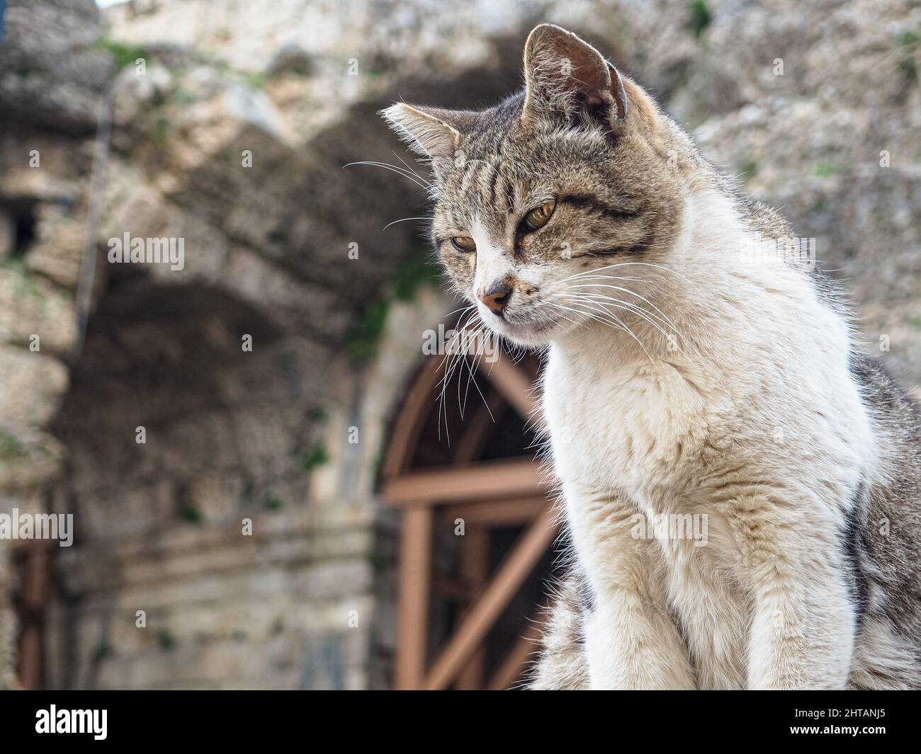 Grumpy tabby cat on a street Stock Photo - Alamy