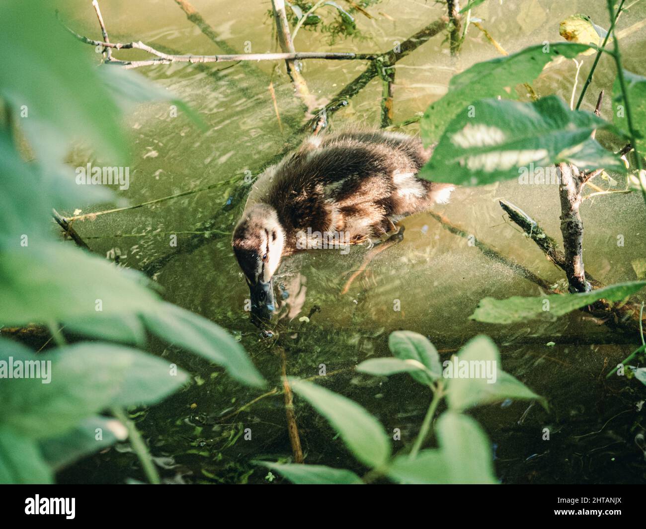 Duck drinking water from the pond in a park Stock Photo - Alamy