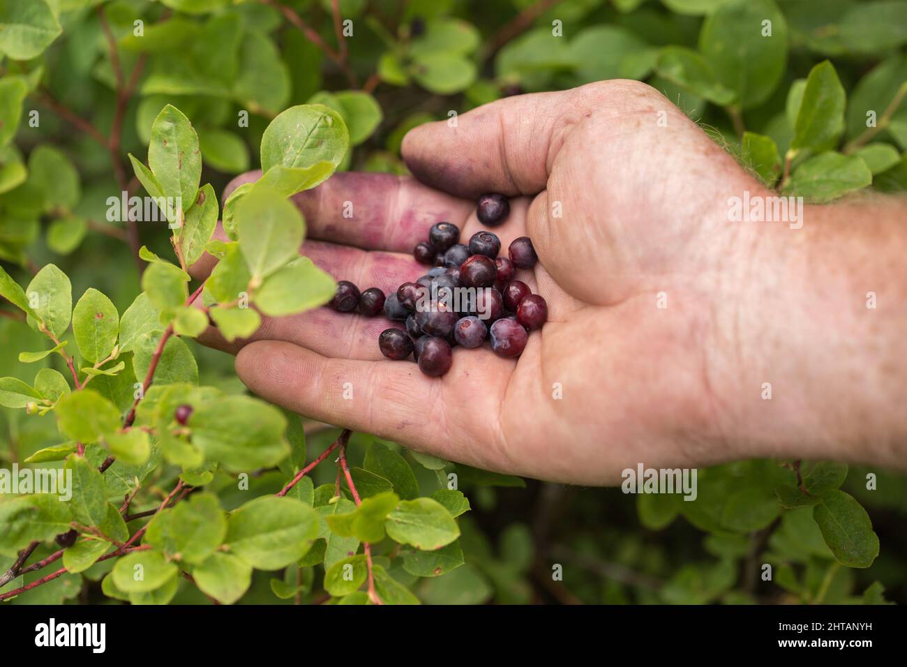 Foraging For Wild Huckleberries Stock Photo - Alamy