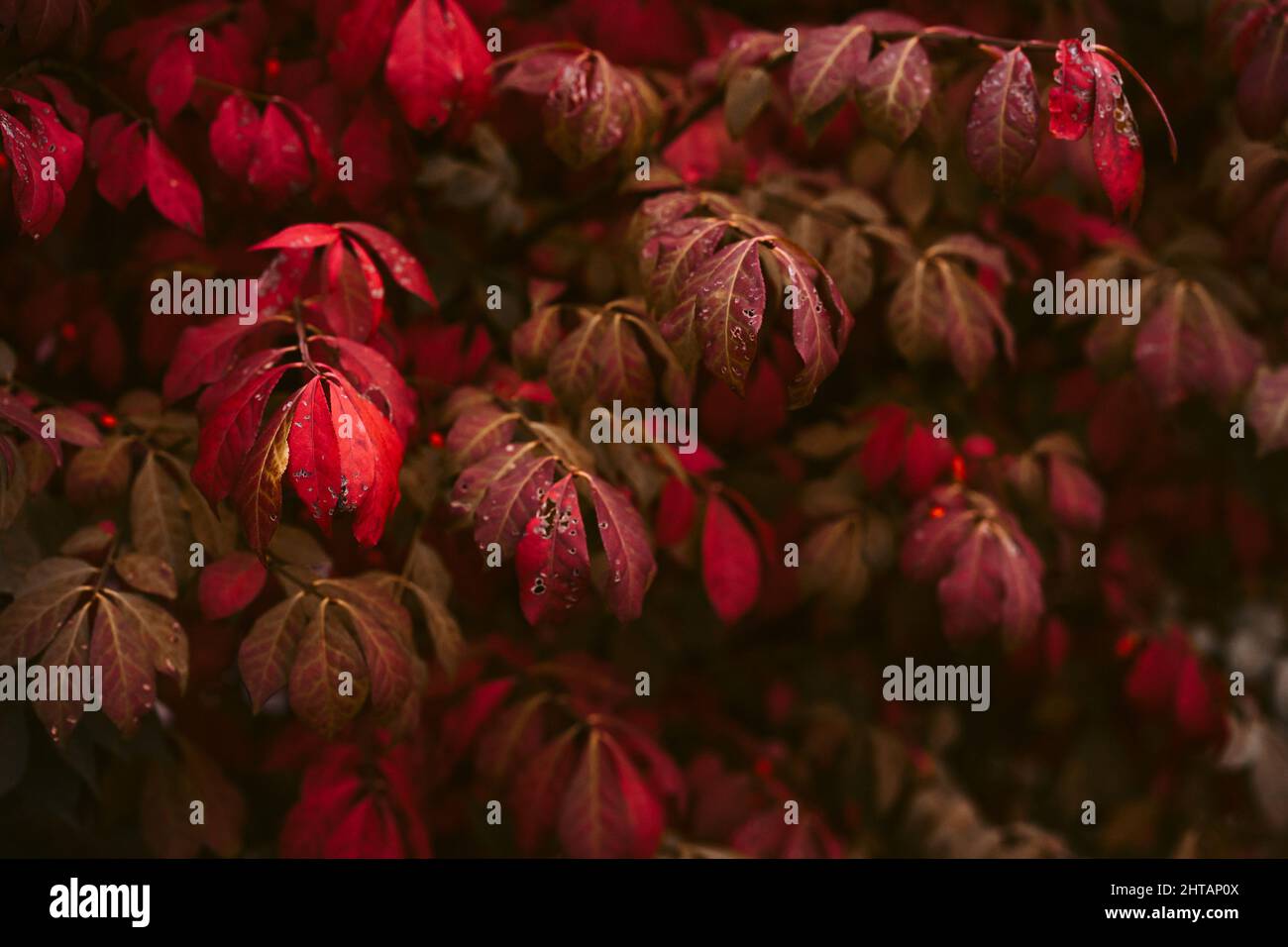 Fall leaf burning hi-res stock photography and images - Alamy