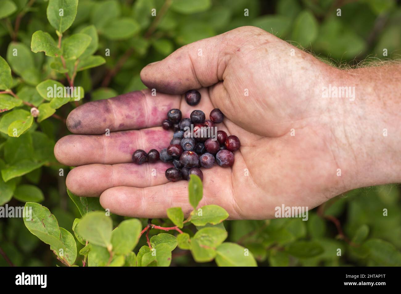 Foraging For Wild Huckleberries Stock Photo - Alamy