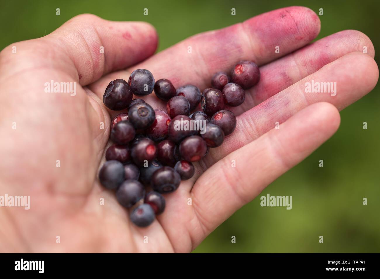 Foraging For Wild Huckleberries Stock Photo - Alamy