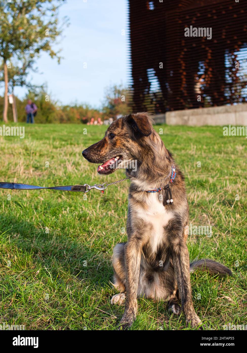 Corsican dog hi-res stock photography and images - Alamy