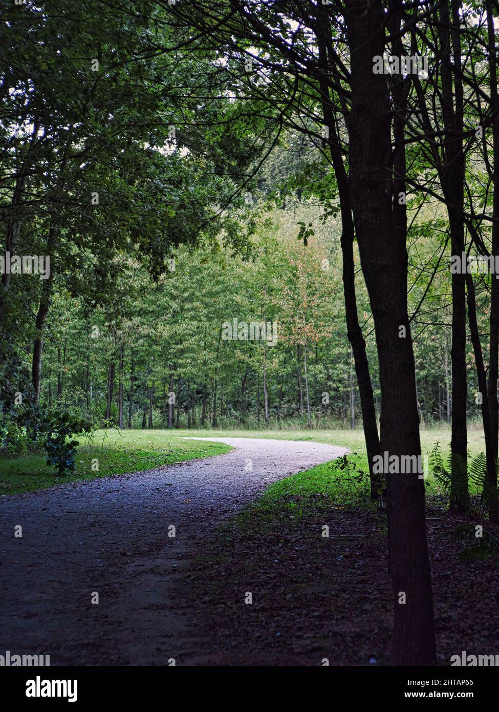 Vertical shot of a beautiful walk trail in a forest Stock Photo - Alamy