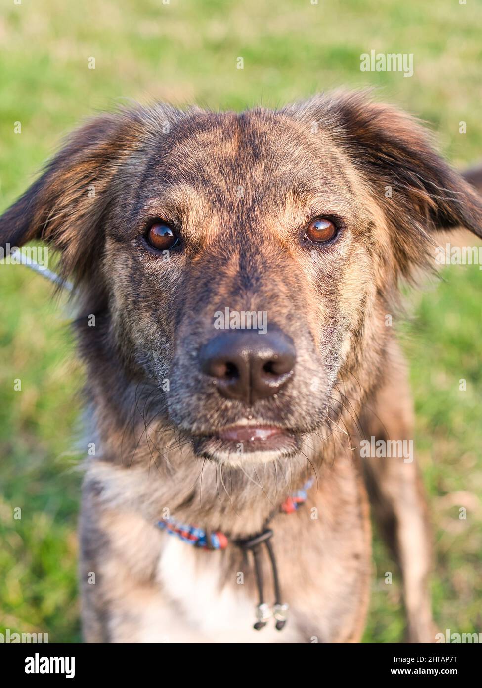 Corsican dog hi-res stock photography and images - Alamy