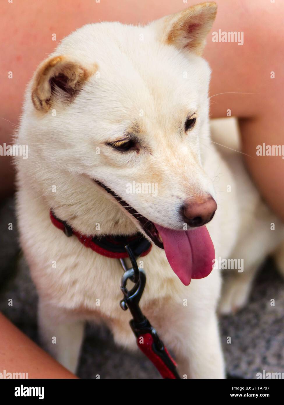 Korean jindo dog hi-res stock photography and images - Alamy