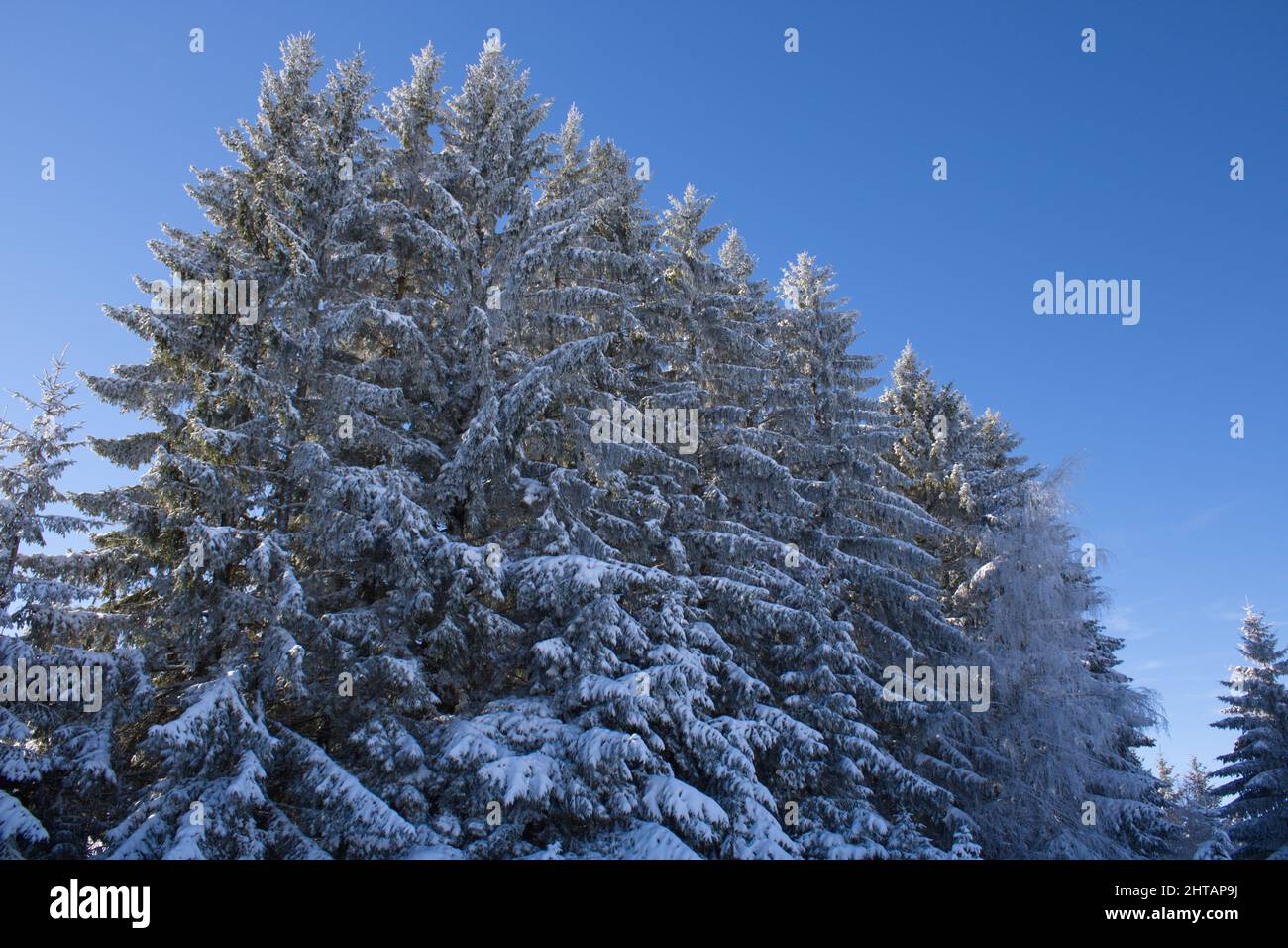 Beautiful winter landscape with the pine trees covered with snow Stock ...