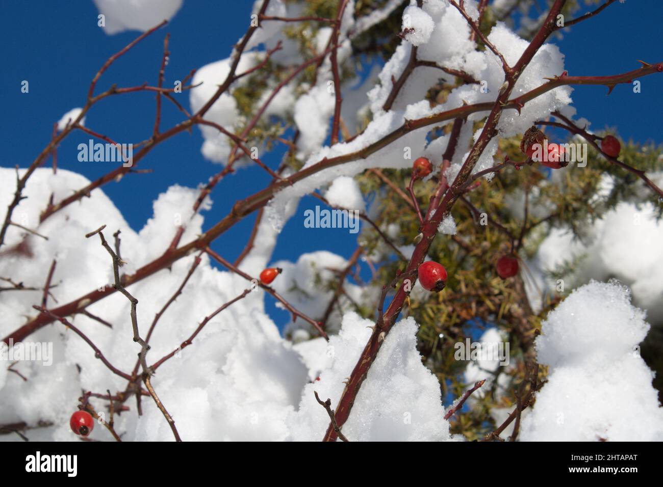 Rose hip branch covered in snow Stock Photo - Alamy