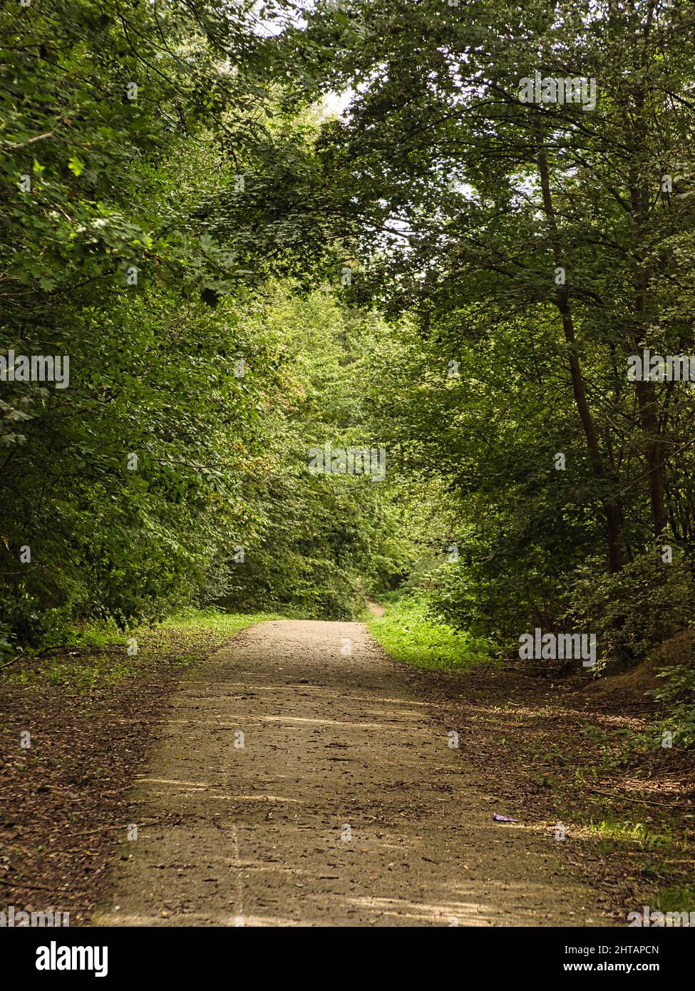 Vertical shot of a walking train in an evergreen forest Stock Photo - Alamy
