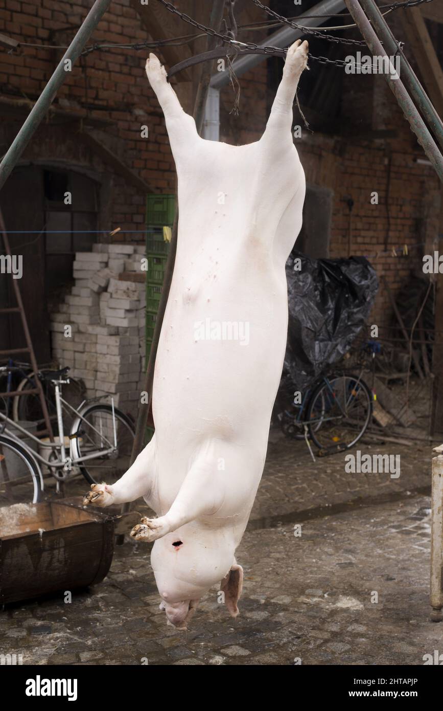 Vertical shot of a traditional home pig kill in the Czech Republic ...