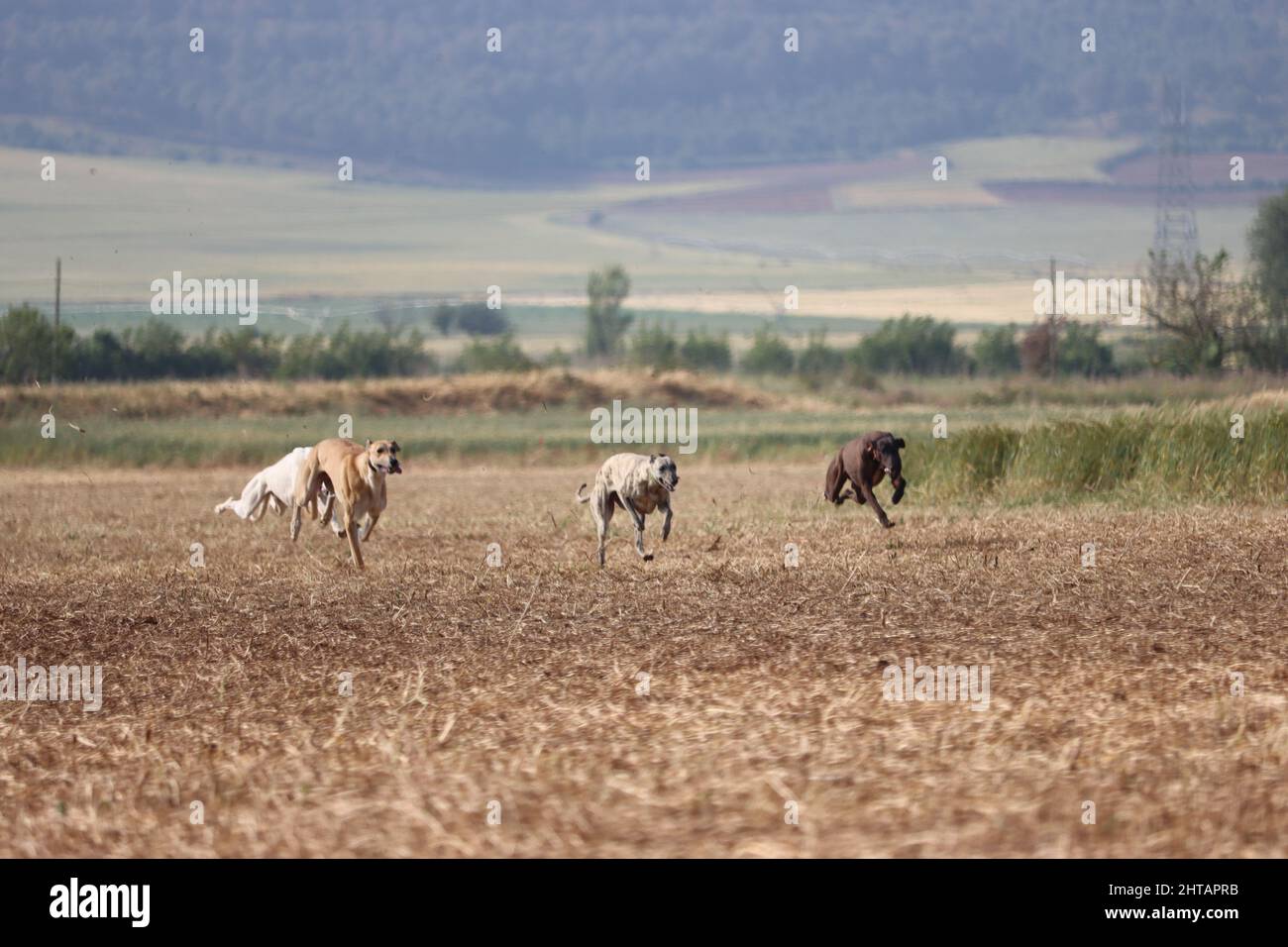 Group of dogs running on a wild field Stock Photo - Alamy