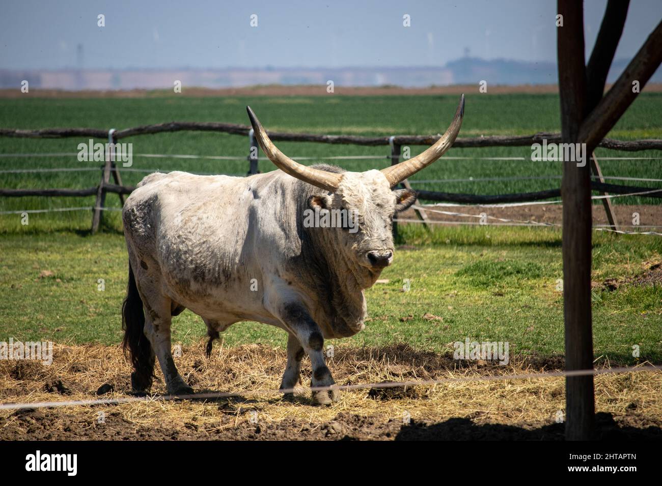 Texas longhorn cow breed in the farm on a sunny day Stock Photo - Alamy
