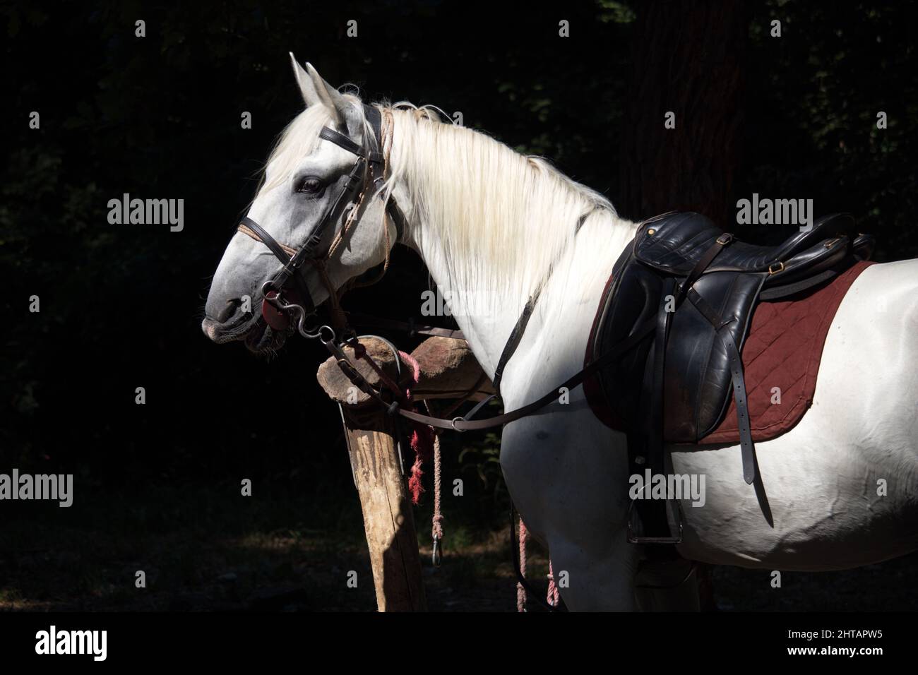 White saddled horse in the park on a daytime Stock Photo - Alamy