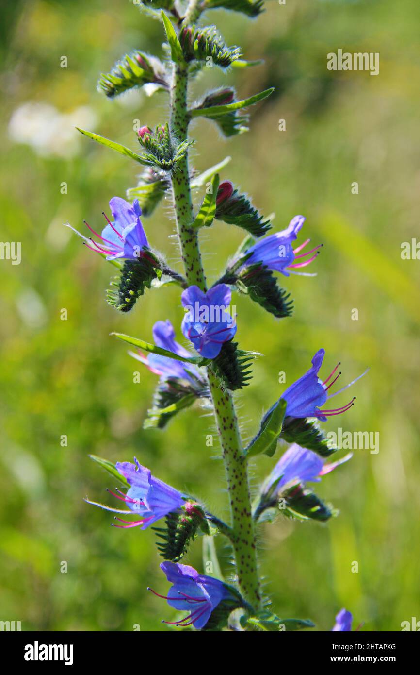 Vertical selective focus of purple common bruise flowers blooming in ...