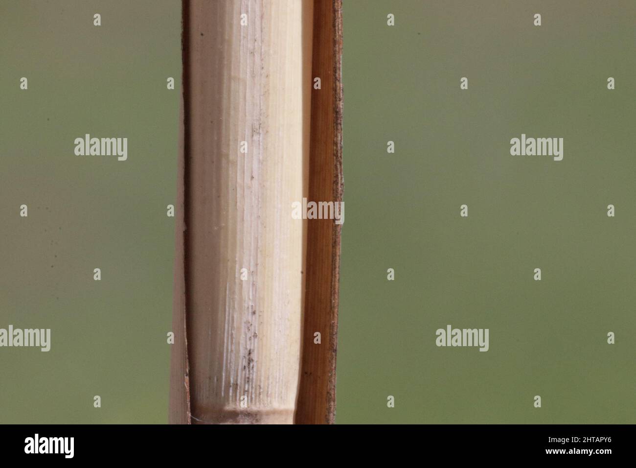 Beautiful natural minimalistic composition wallpaper Stock Photo - Alamy