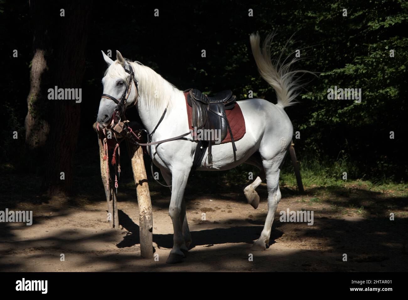 White saddled horse in the park on a daytime Stock Photo - Alamy