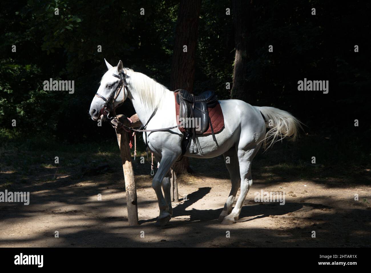 White saddled horse in the park on a daytime Stock Photo - Alamy