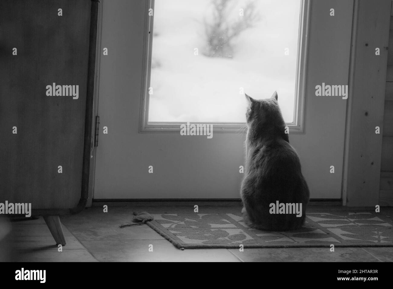 Tom Cat Gazes Out the Window Stock Photo - Alamy