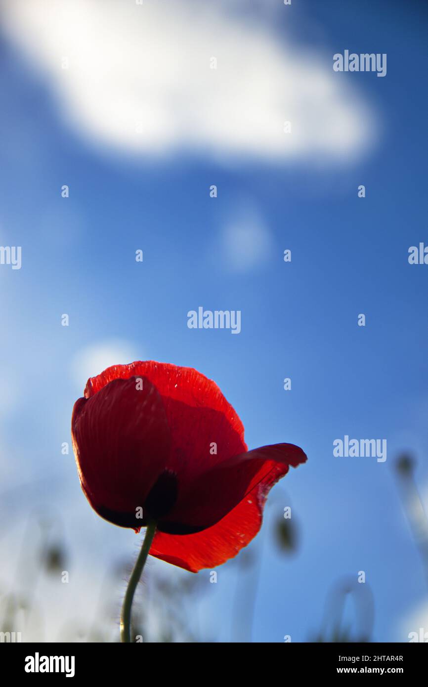Vertical closeup shot of a red poppy flower on a blue sky background ...