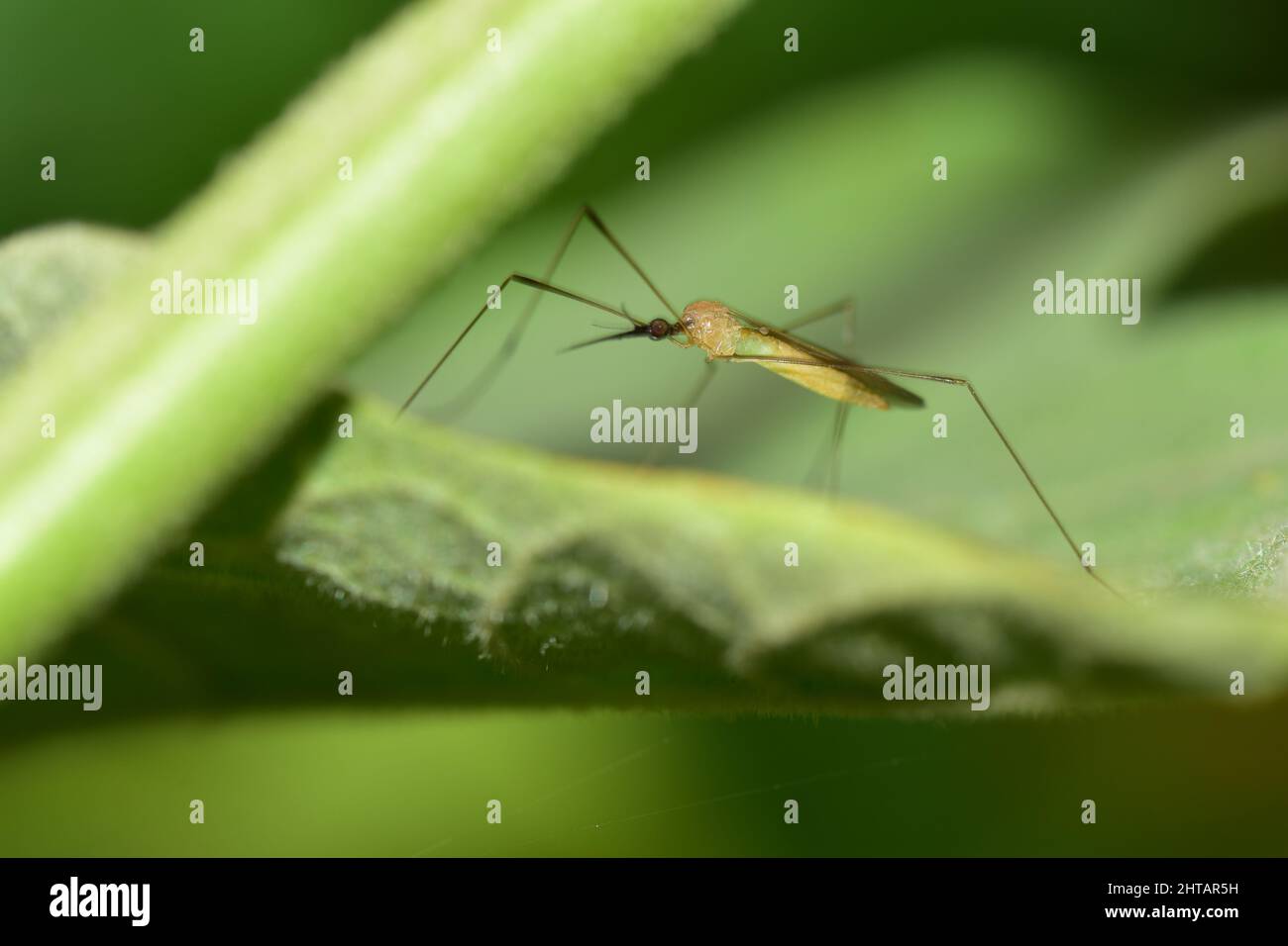 A crane fly on an eggplant or melongene tree leaf in a commercial ...
