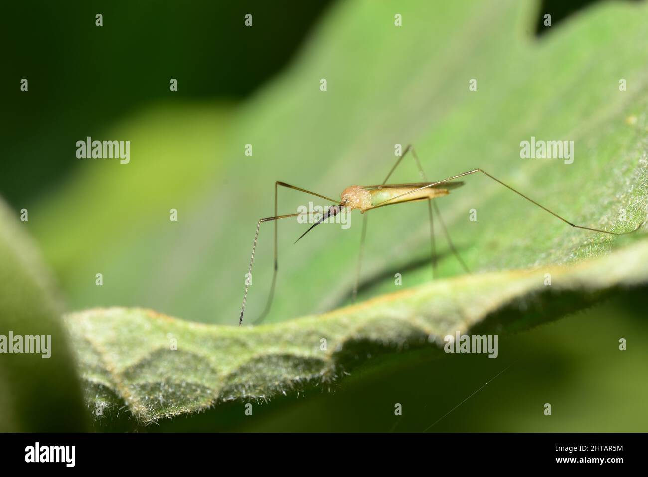 A crane fly on an eggplant or melongene tree leaf in a commercial ...
