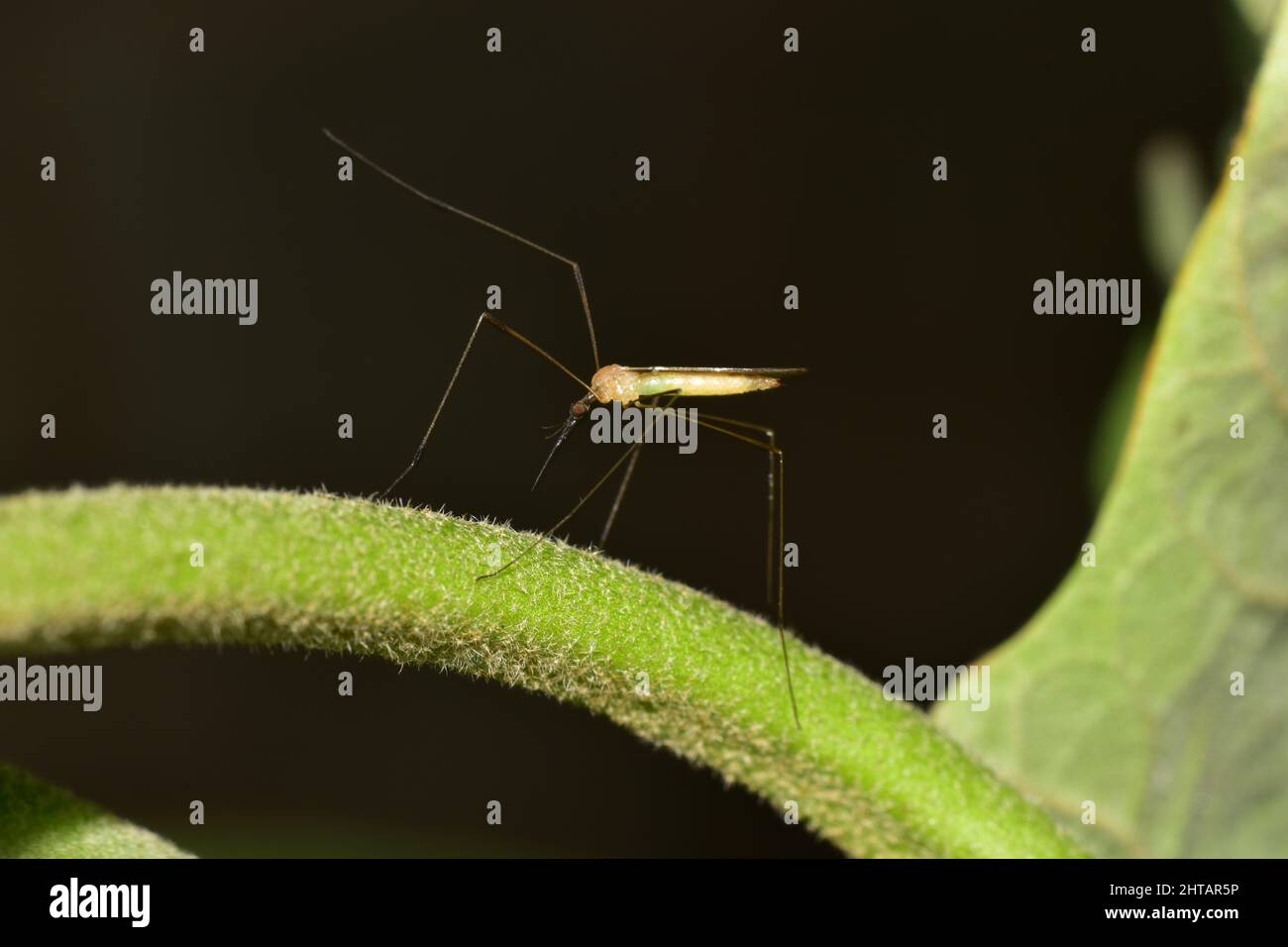 A crane fly on an eggplant or melongene tree leaf in a commercial ...