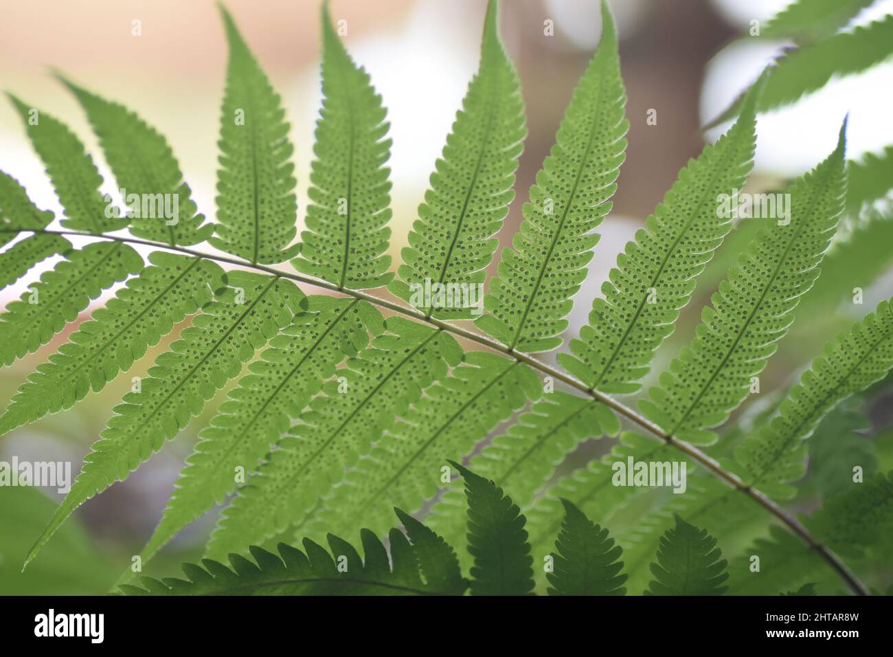 Trinidad fern tree hi-res stock photography and images - Alamy