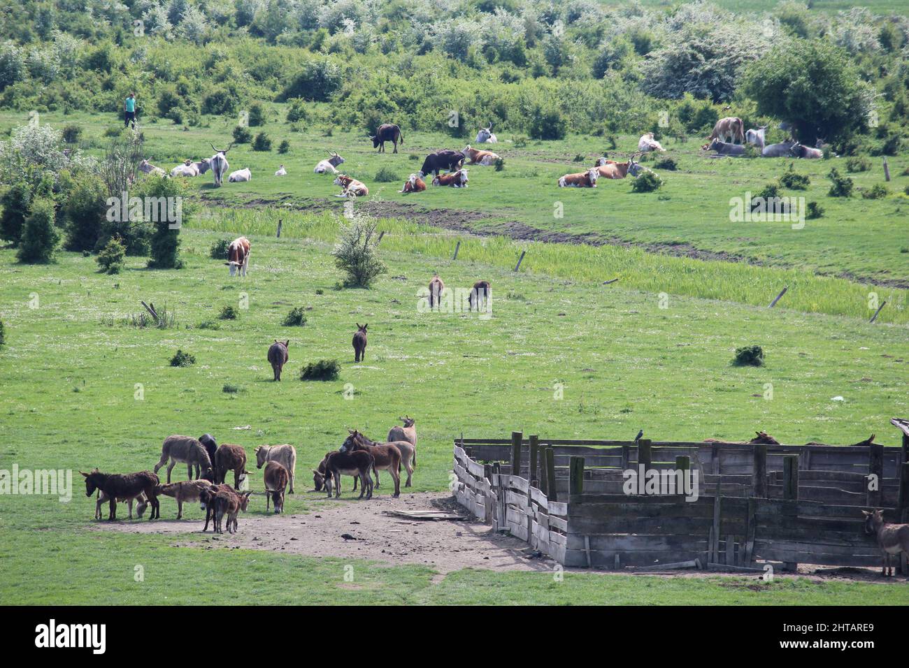 Farm field with cows, donkeys and other animals grazing grass Stock ...