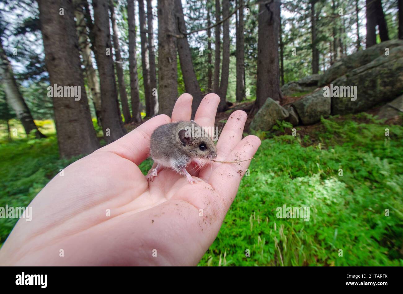 Mouse in hand Stock Photo - Alamy