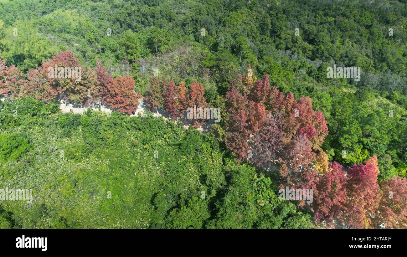 Aerial view of a row of red trees surrounded by green trees on a hill ...