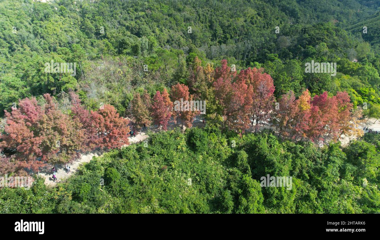 Aerial view of a row of red trees surrounded by green trees on a hill ...