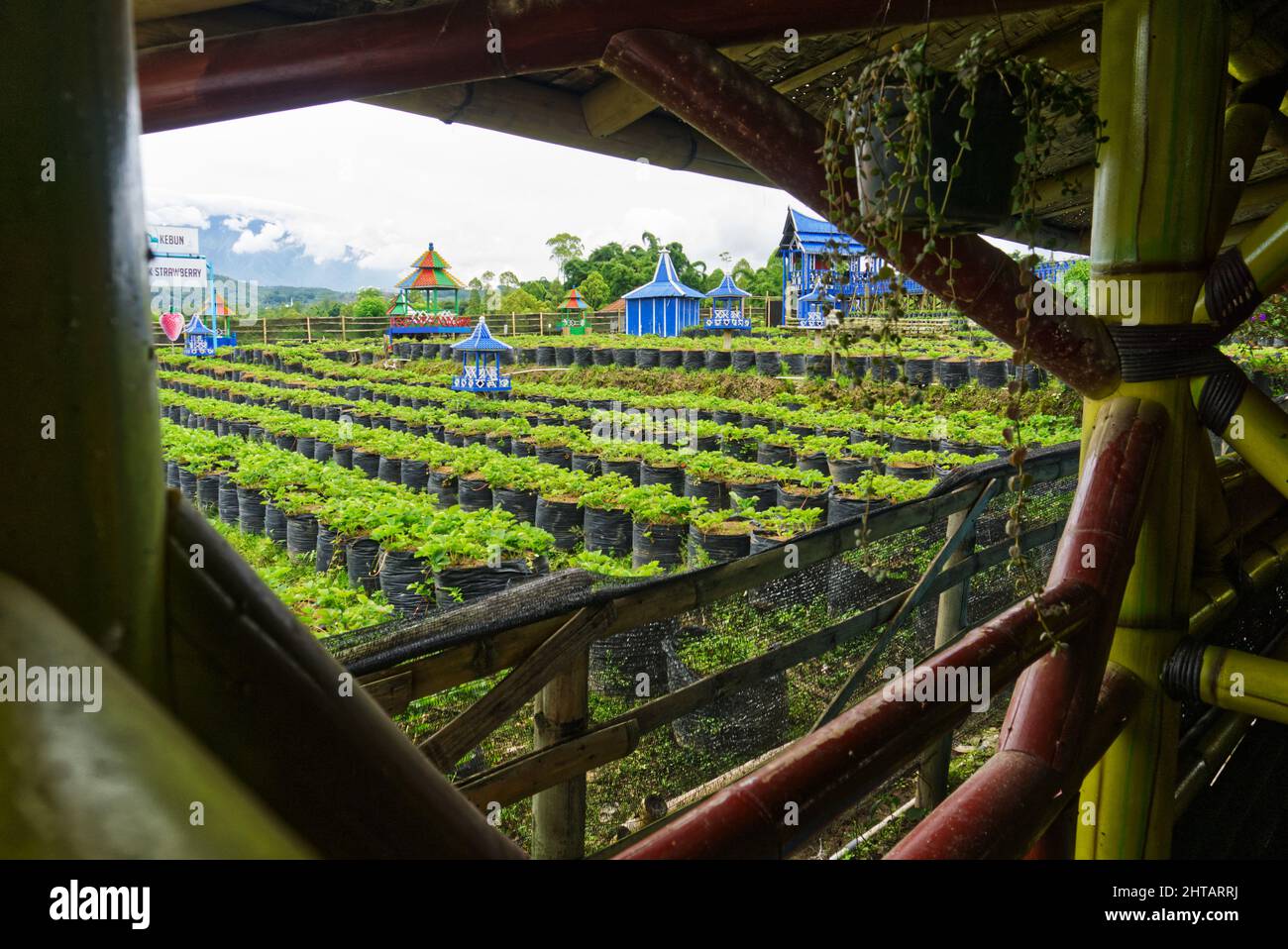 strawberry plantation. landscape photography style Stock Photo - Alamy