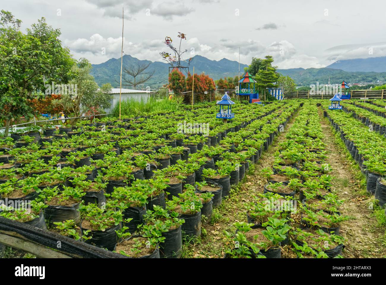 strawberry plantation. landscape photography style Stock Photo - Alamy