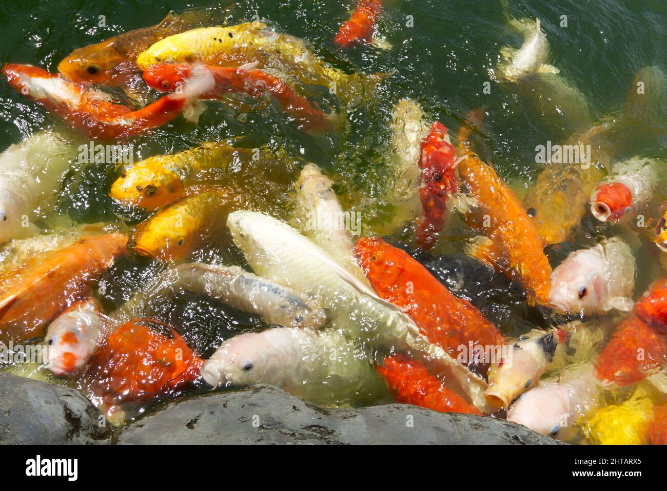 lots of koi fish in the pond. object photography style Stock Photo - Alamy