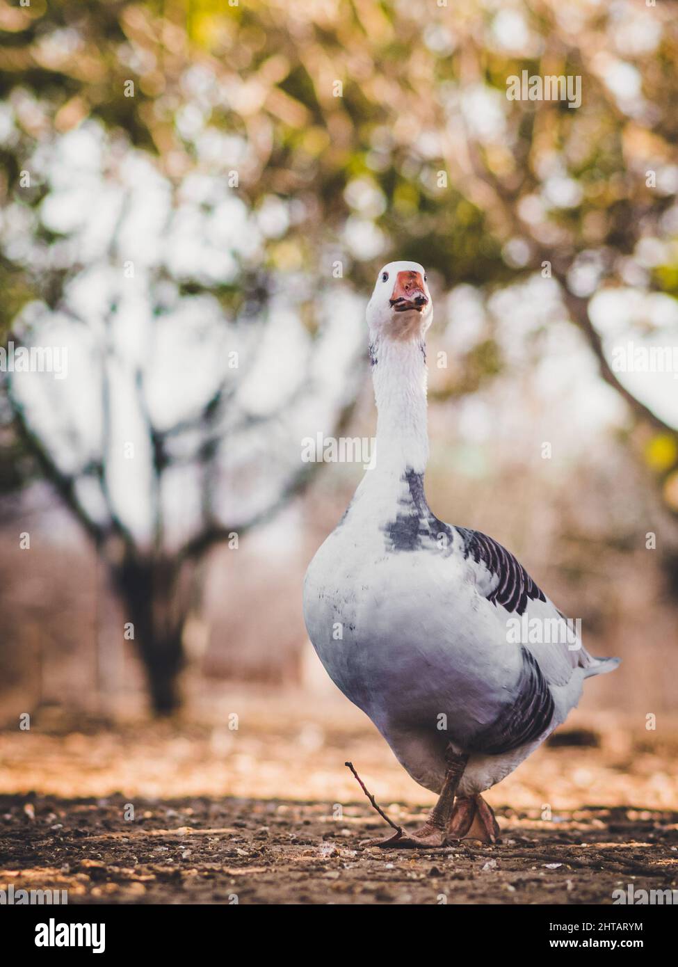 Shallow focus of a cute Domestic goose walking on the garden with ...