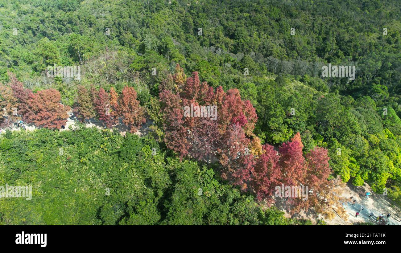 Aerial view of a row of red trees surrounded by green trees on a hill ...