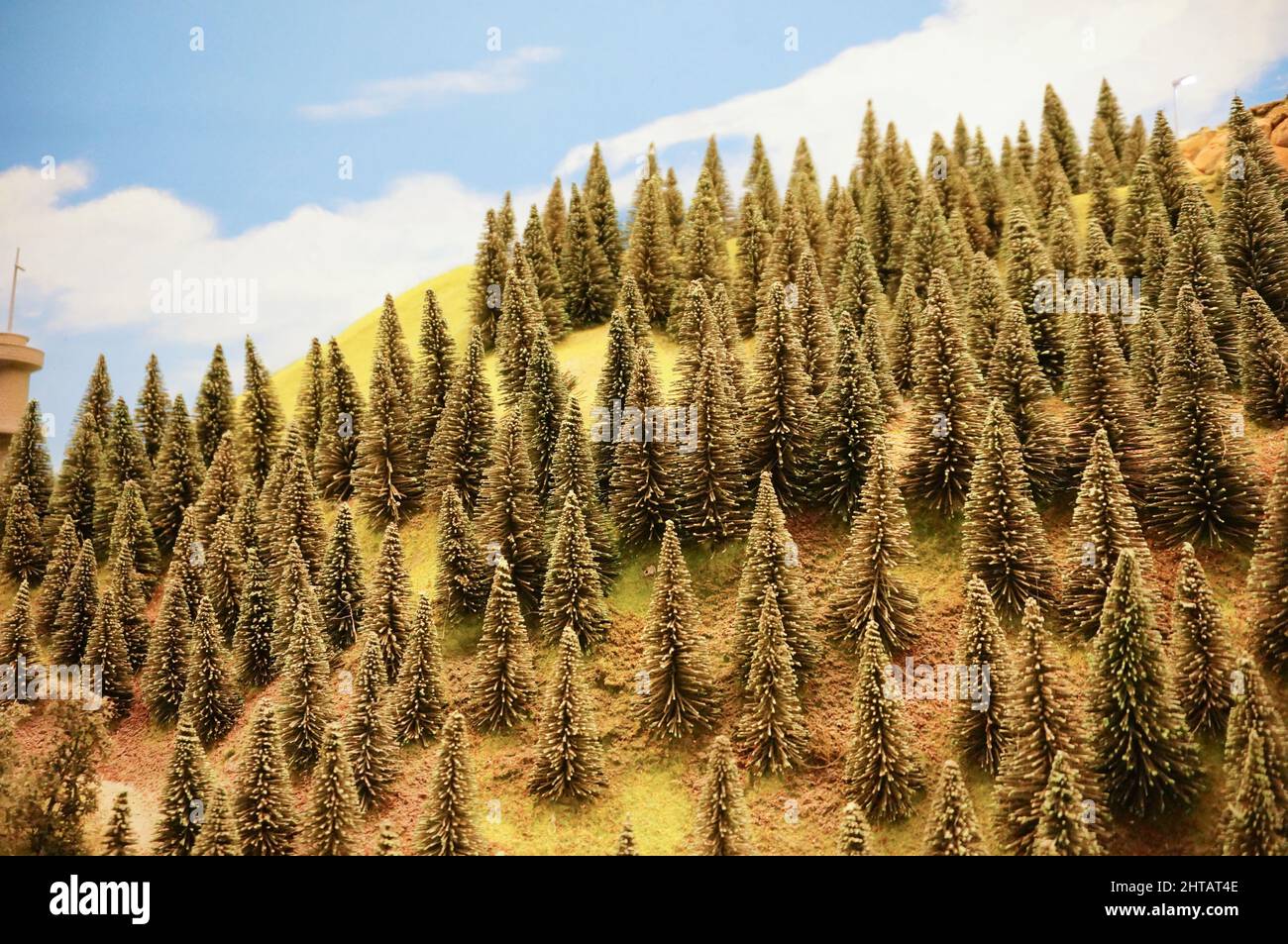 Miniature spruce trees hi-res stock photography and images - Alamy