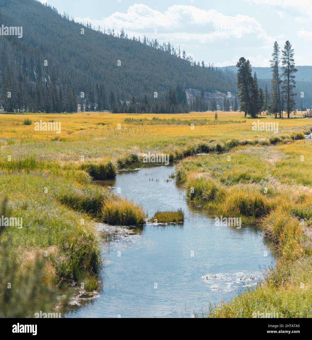 Small water stream through a green field in Yellowstone National Park ...